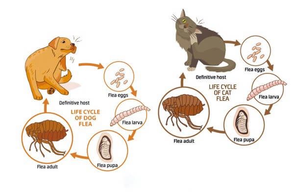 Bọ Chét Chó, Rận Chó – Cách Trị Đơn Giản Và Hiệu Quả - Phụ Kiện & Spa ...